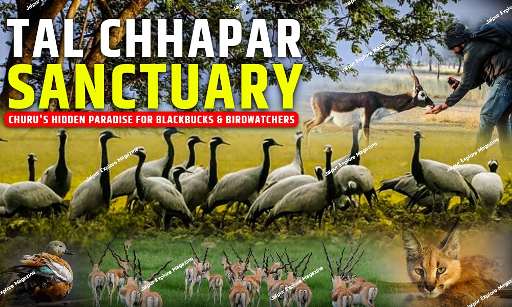 Tal Chhapar Sanctuary: Churu’s Hidden Paradise for Blackbucks ...