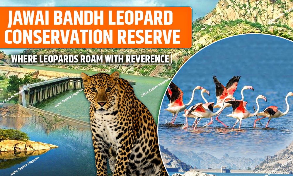 Jawai Bandh Leopard Conservation Reserve: Rajasthan’s Unique Haven of ...